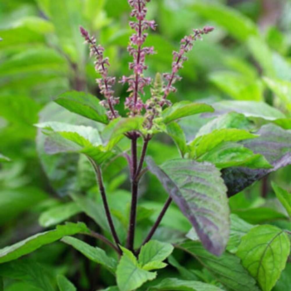 Krishna Holy Basil