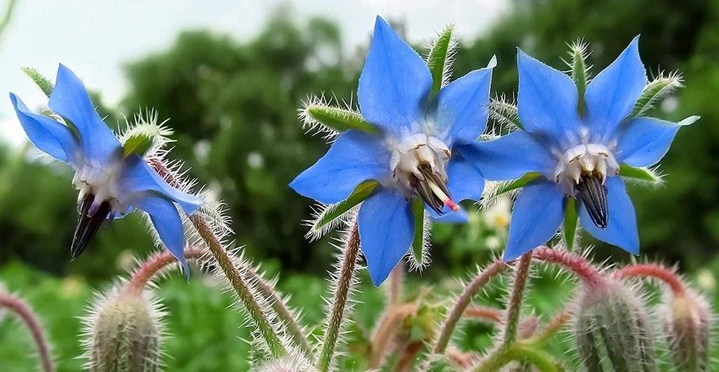 Borage Companion Plant