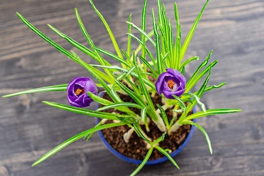 How to Grow Saffron in Pots: The Ultimate Balcony Guide | Happy Valley ...