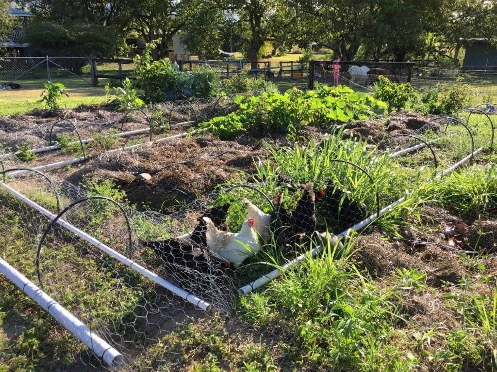 Potager Garden With Chickens Chickens And Ducks