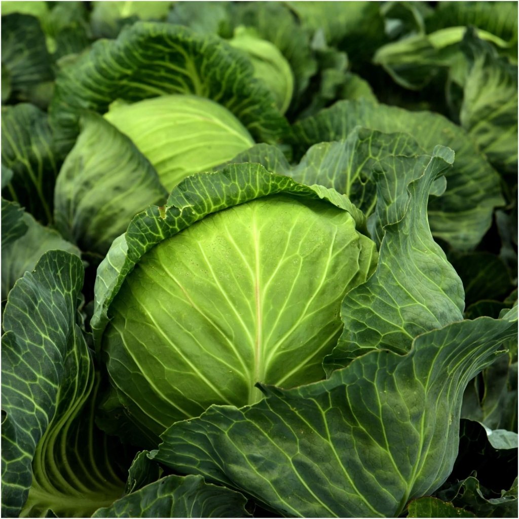 Buy Cabbage Seeds Online | Happy Valley Seeds