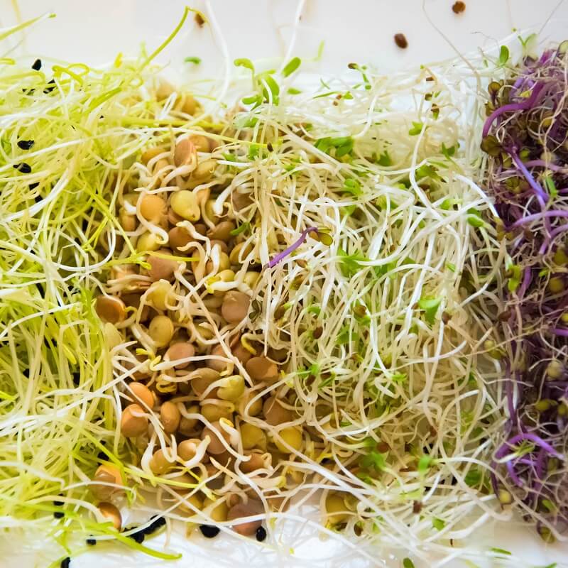 Sprout Seeds & Organic Sprouting Seeds Australia | Happy Valley Seeds