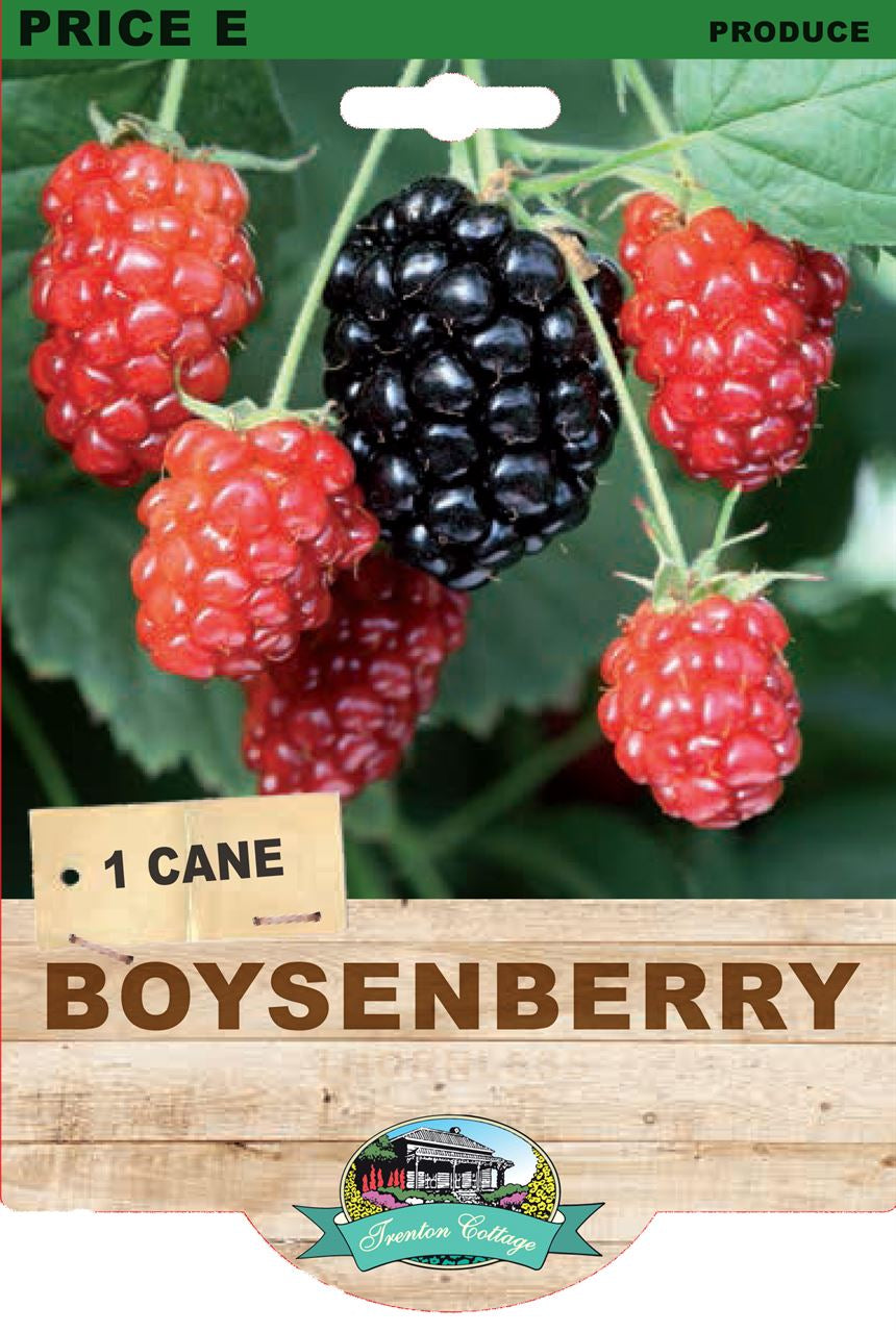 Buy Boysenberry (Pack of 1 Cane) (TC) Online | Happy Valley Seeds