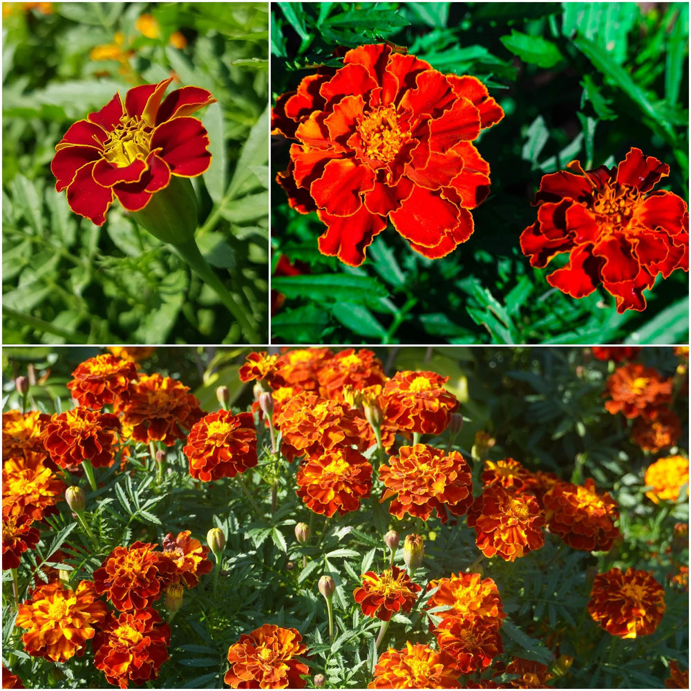 Buy Marigold - Dwarf Double Red Cherry seeds Online | Happy Valley Seeds