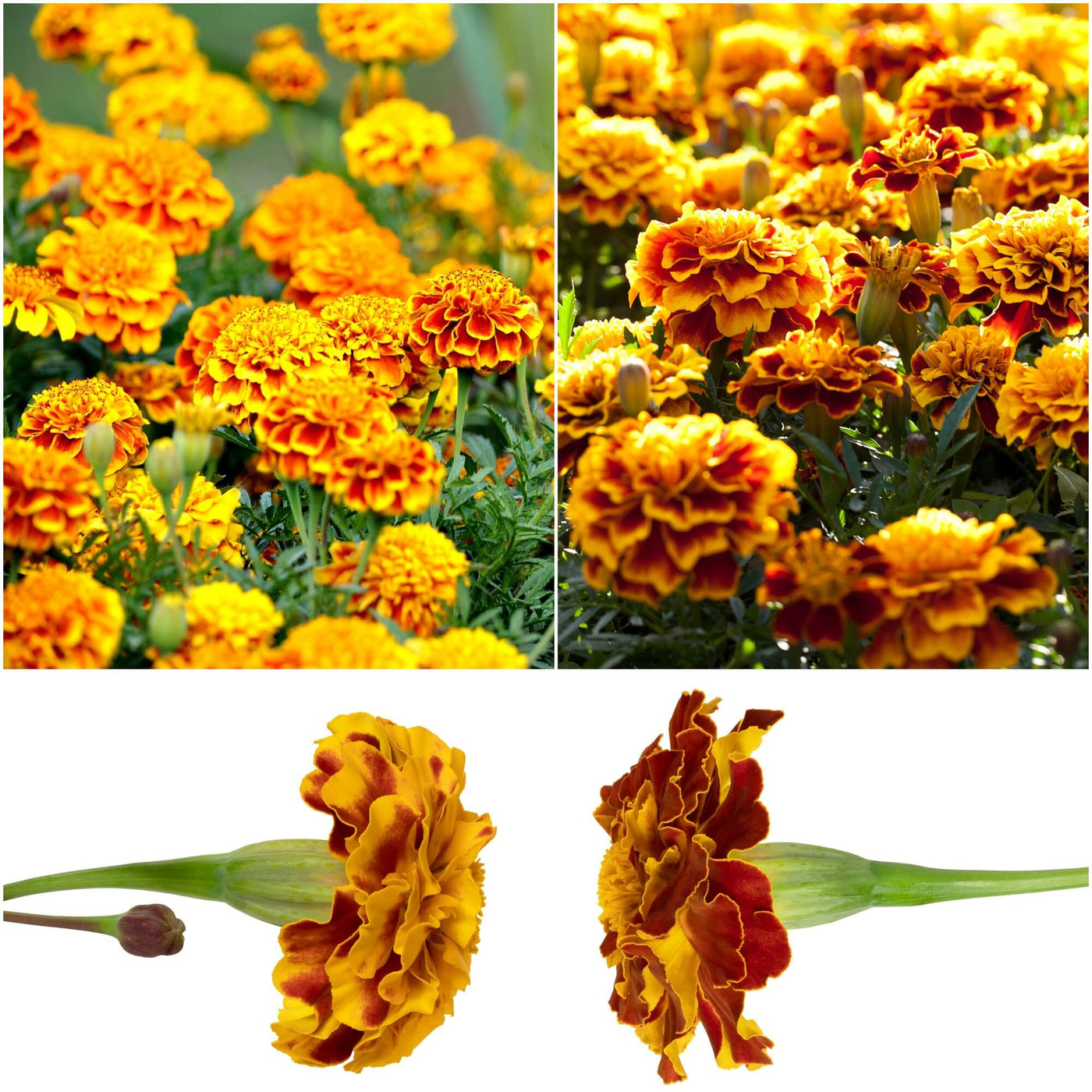 Buy Marigold Seeds Online | Happy Valley Seeds