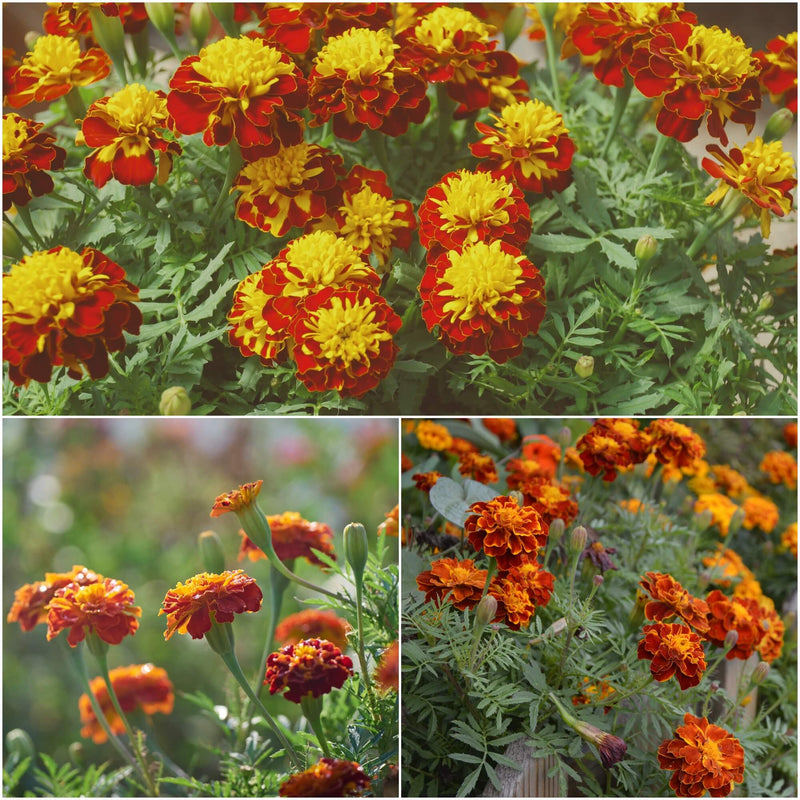 Buy Marigold Seeds Online | Happy Valley Seeds