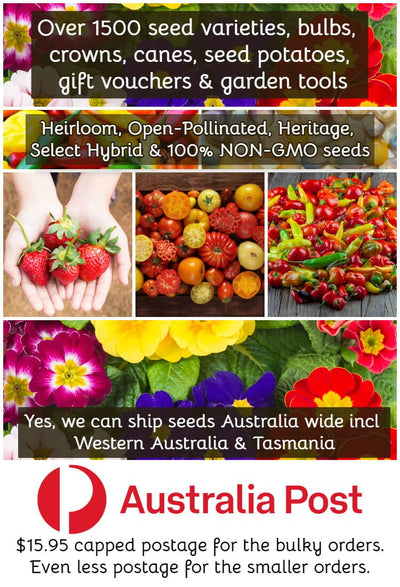 Vegetable, Flower, Sprout Seeds Australia Wide | Happy Valley Seeds