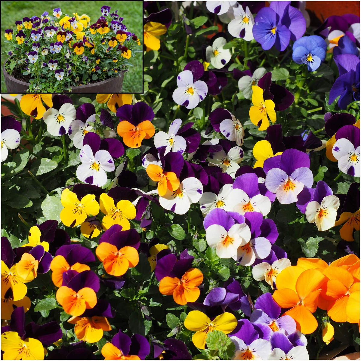 Buy Pansy seeds Online | Happy Valley Seeds