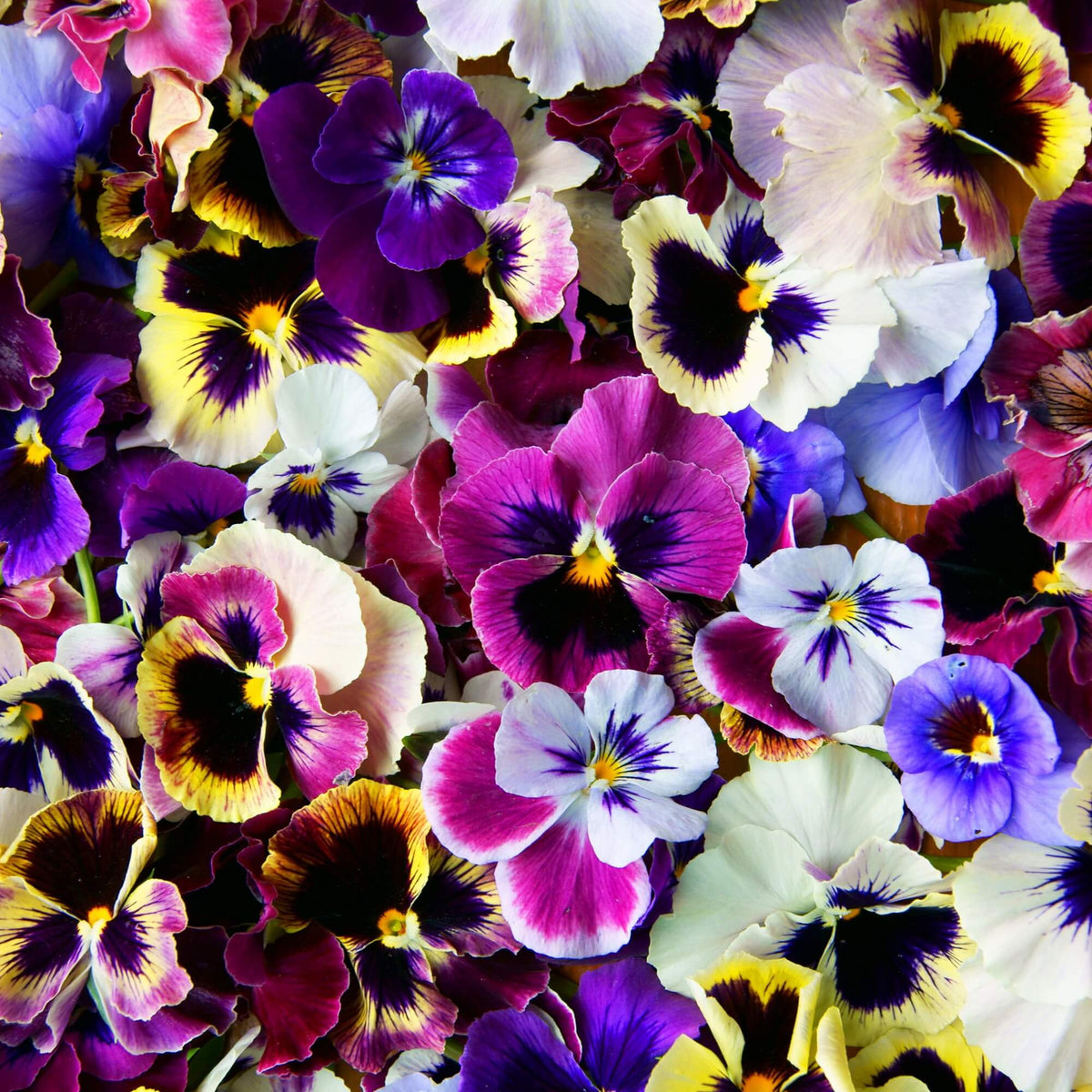 Buy Pansy seeds Online | Happy Valley Seeds