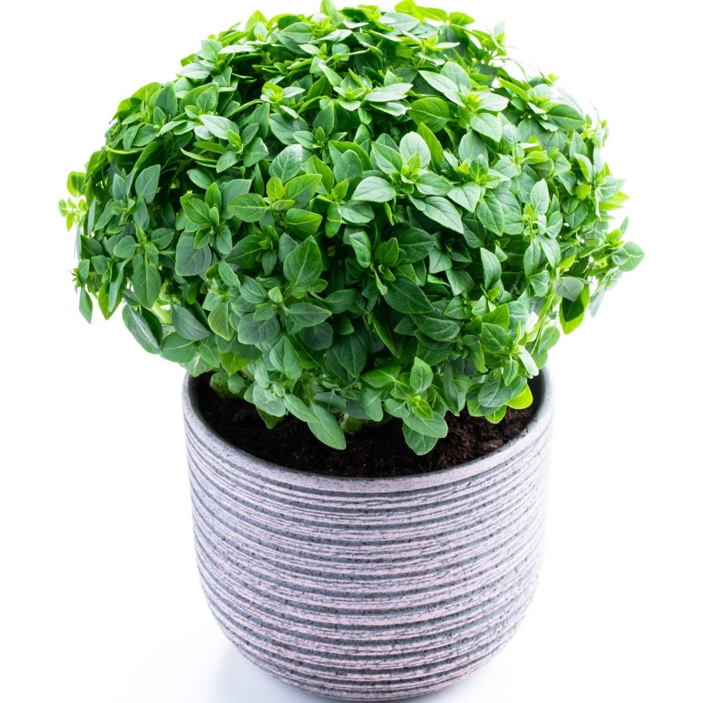Buy Basil - Fine Leaf - Bush Basil seeds Online | Happy Valley Seeds