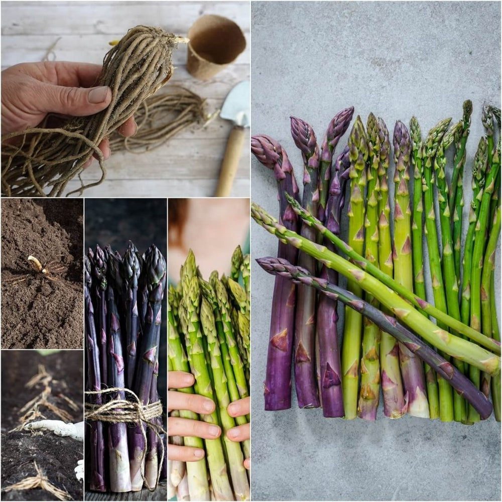 [COMBO] Asparagus Mary Washington & Purple [4 Crowns]