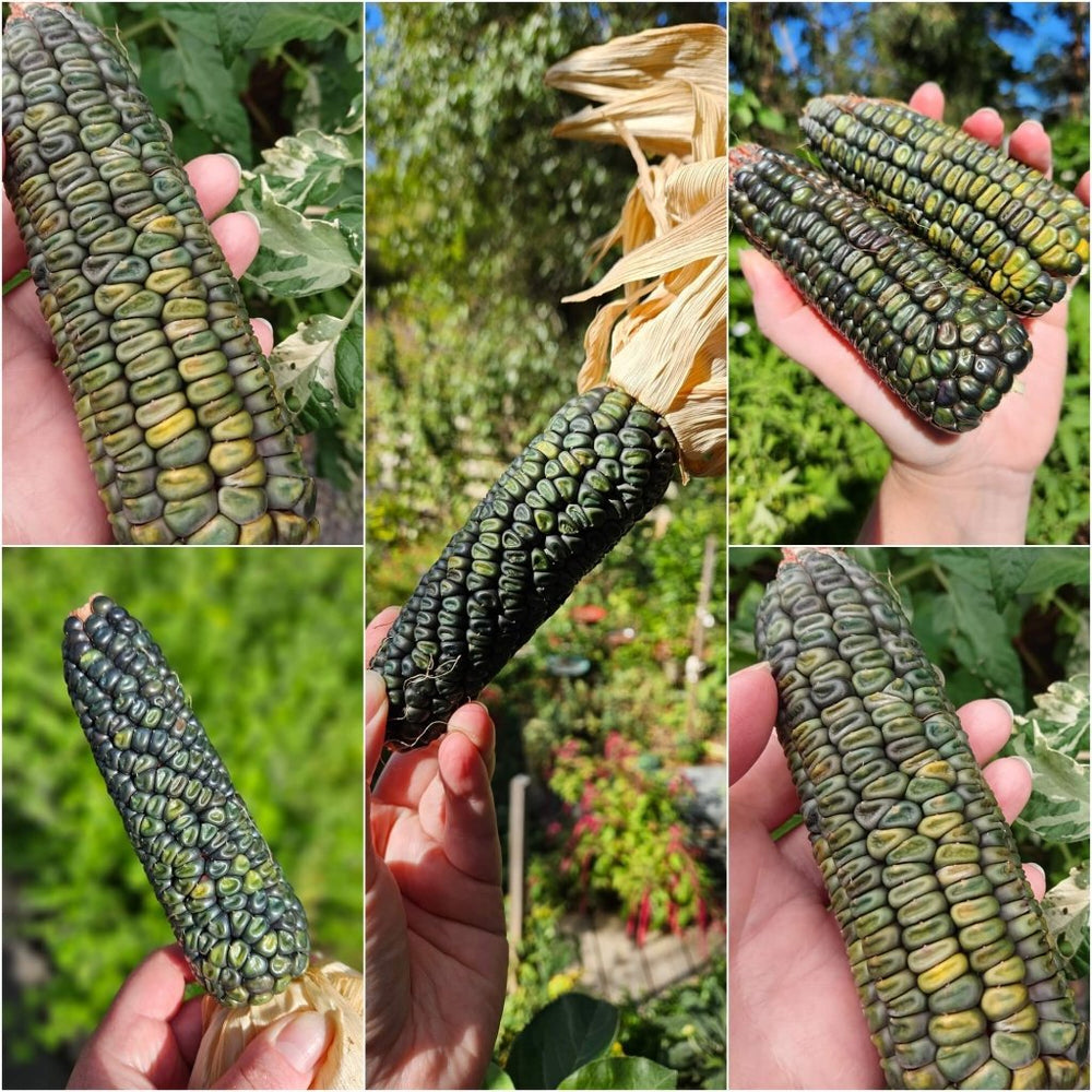 Buy Corn - Maize Oaxacan Green seeds Online | Happy Valley Seeds