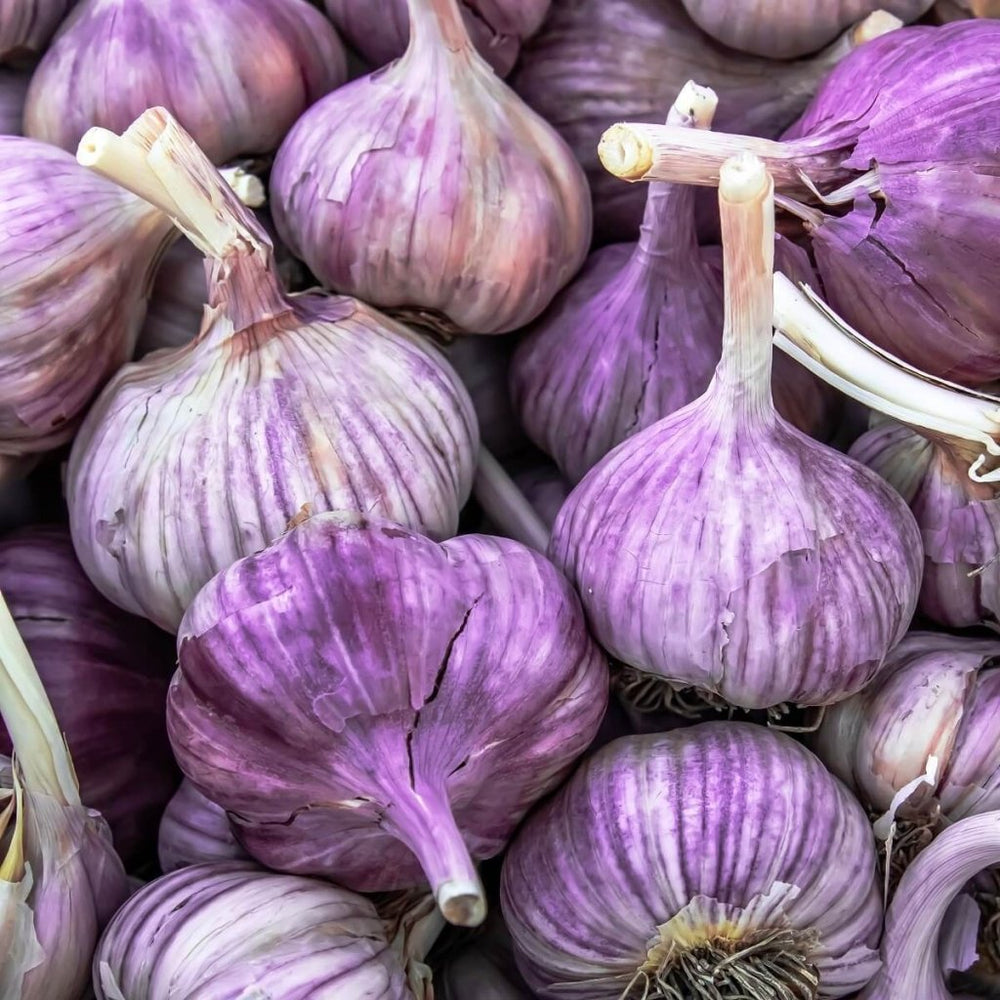Buy Garlic - Tasmanian Purple Bulbs Online | Happy Valley Seeds