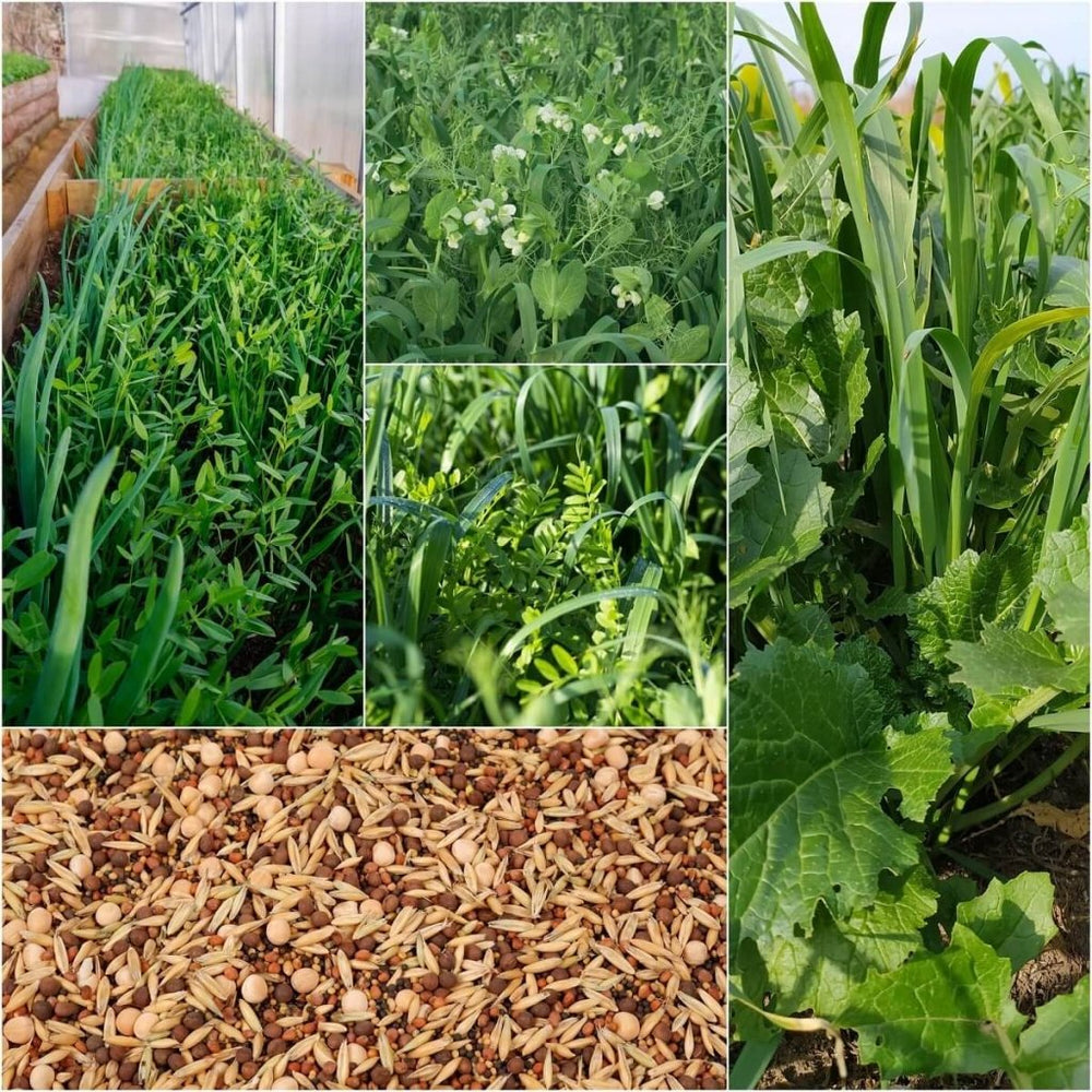 Green Manure seeds