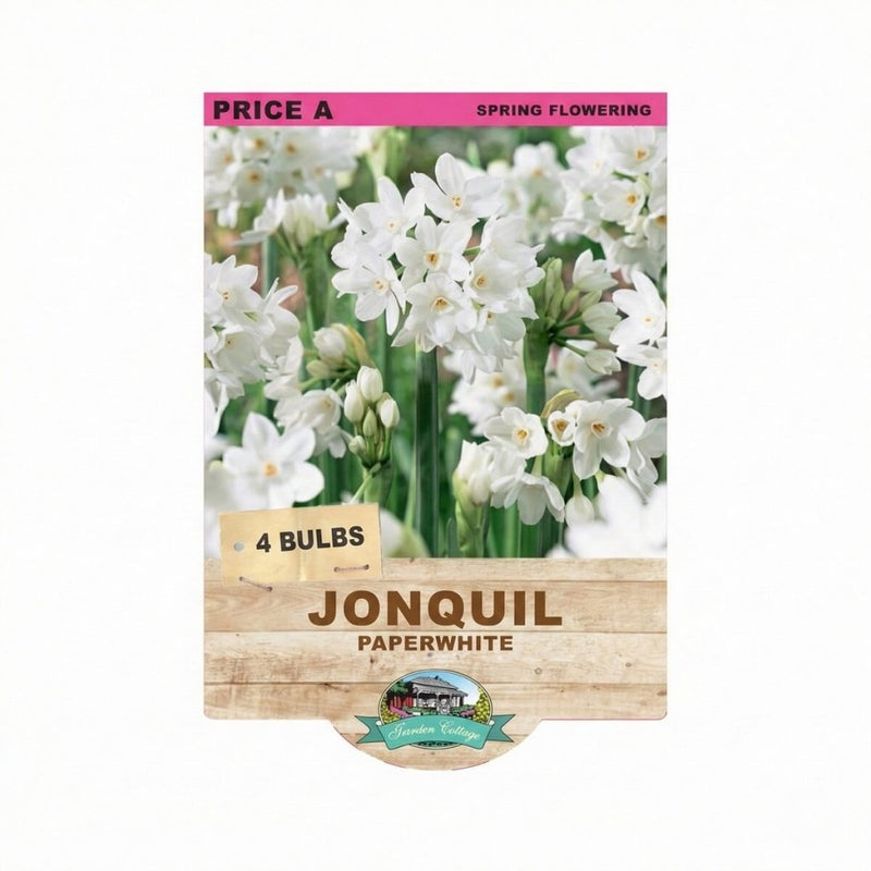 Jonquil Bulbs | Fragrant Spring Flowers for Australian Gardens