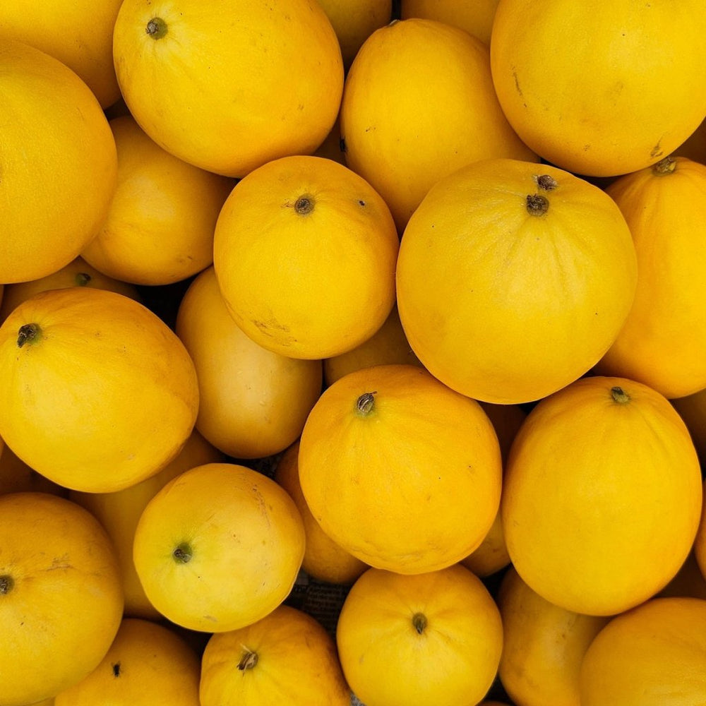 Buy Rockmelon seeds Online | Happy Valley Seeds