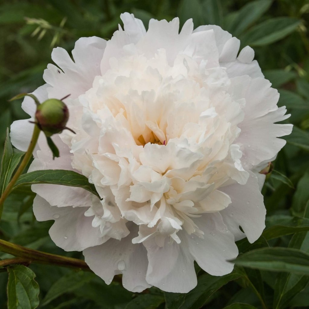 Poppy - Peony Double Cream seeds