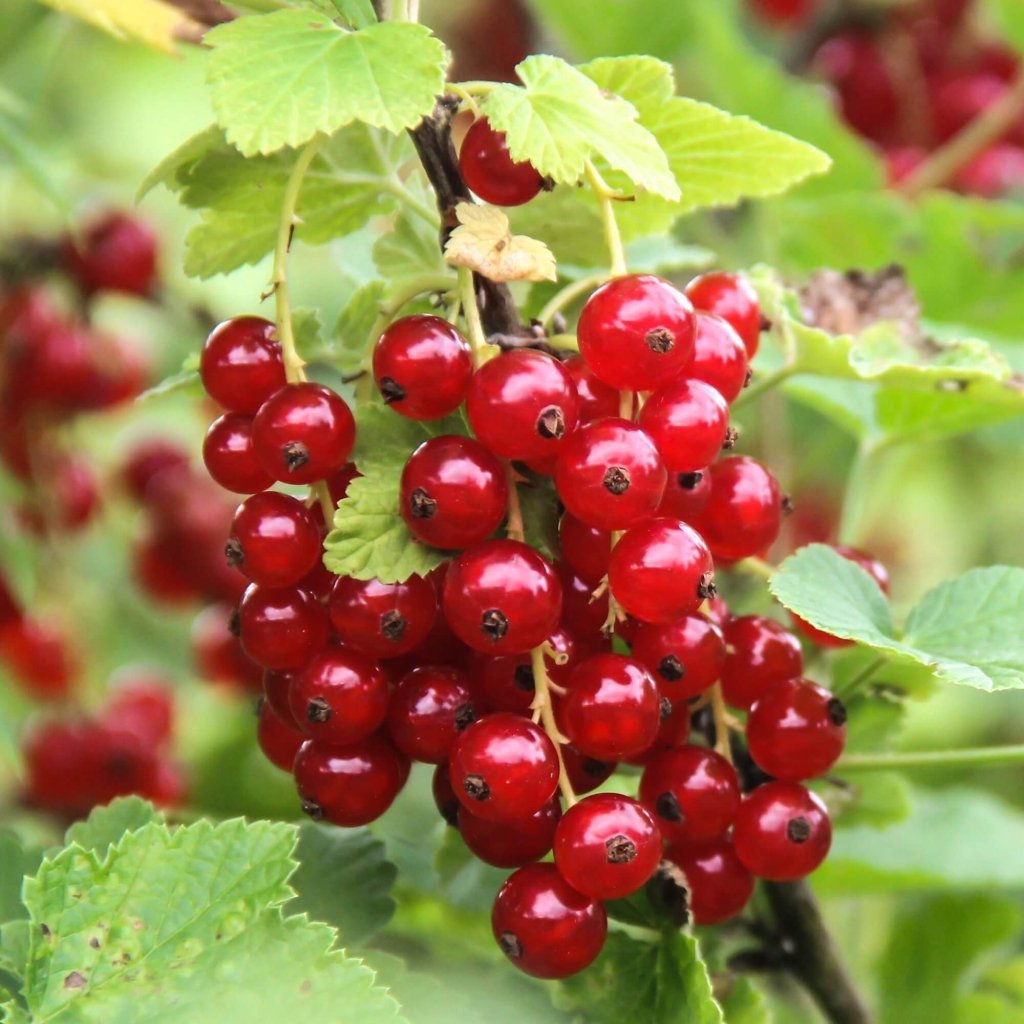 Red Currant (Pack of 1 Cane)