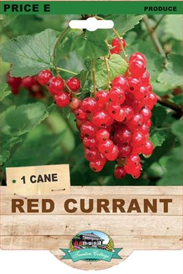 Red Currant (Pack of 1 Cane) (TC)
