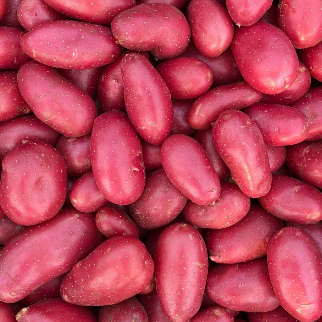 Seed Potato - Red Royal