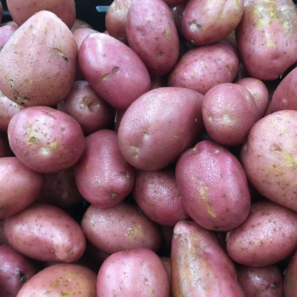Buy Seed Potato Online | Happy Valley Seeds