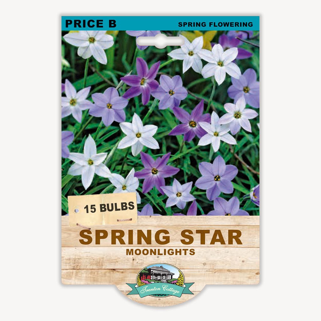 Spring Star Moonlights | White Star Blooms | Happy Valley Seeds