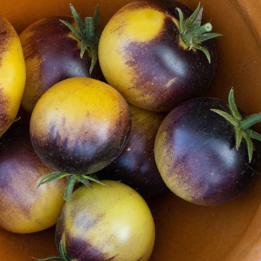 Buy Tomato - Blue Gold Berries seeds Online | Happy Valley Seeds