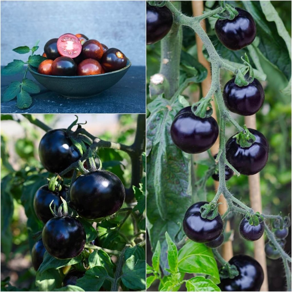 Buy Tomato - Indigo Rose seeds Online | Happy Valley Seeds