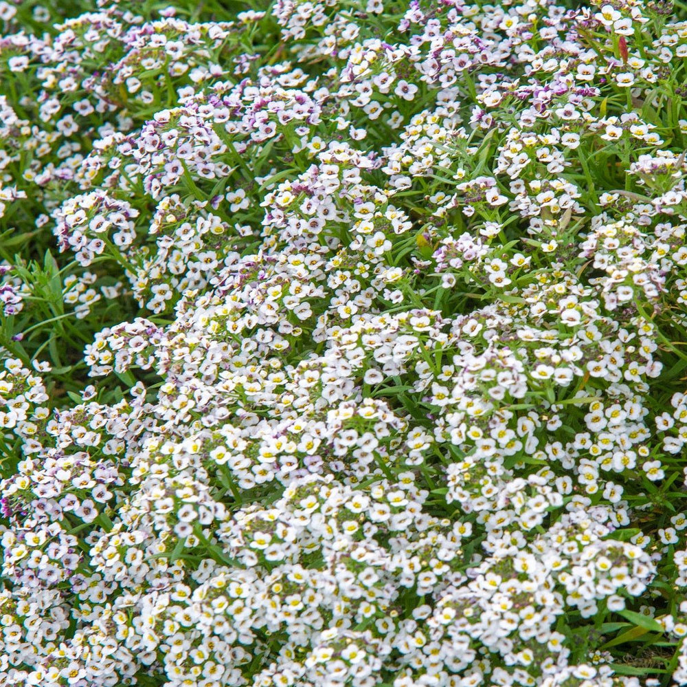 Buy Alyssum - Tiny Tim seeds Online | Happy Valley Seeds