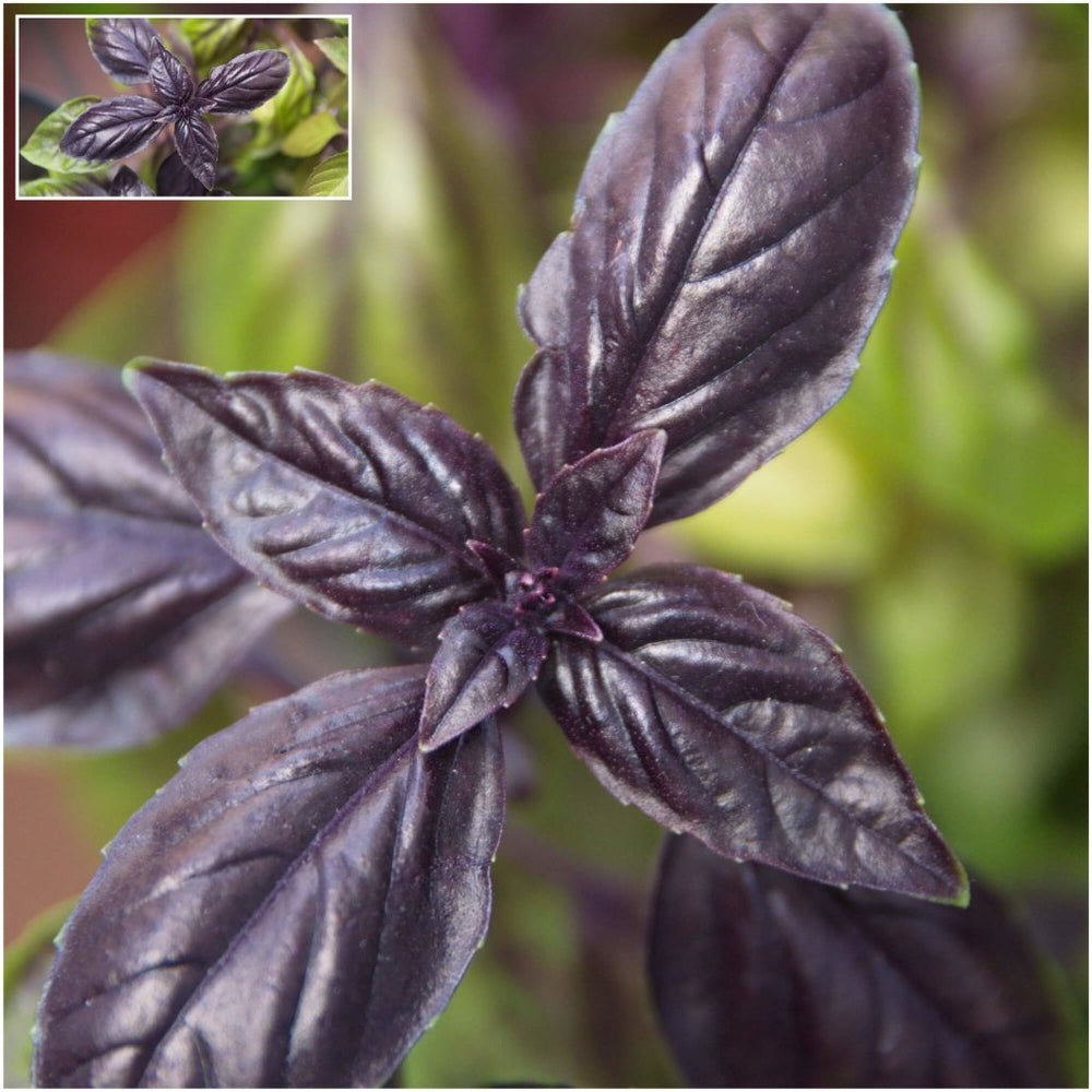 Buy Basil seeds Online | Happy Valley Seeds