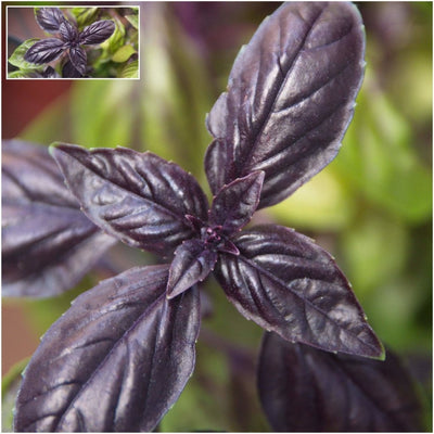 Buy Basil seeds Online | Happy Valley Seeds