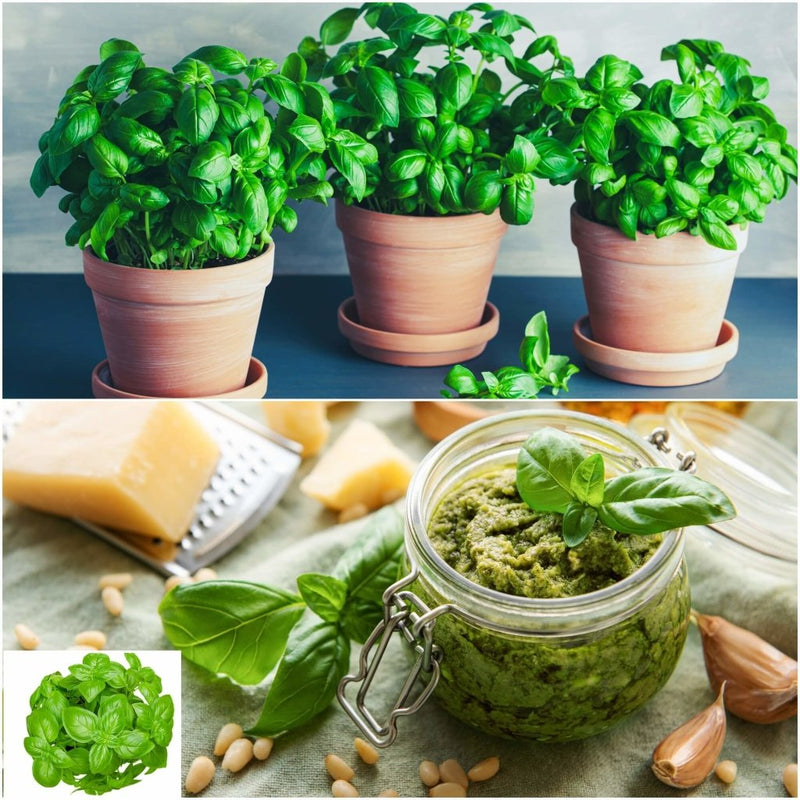 Basil seeds