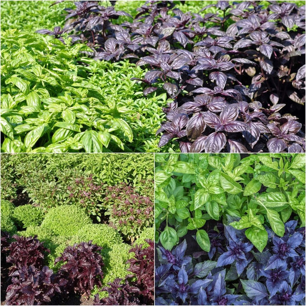 Buy Basil seeds Online | Happy Valley Seeds
