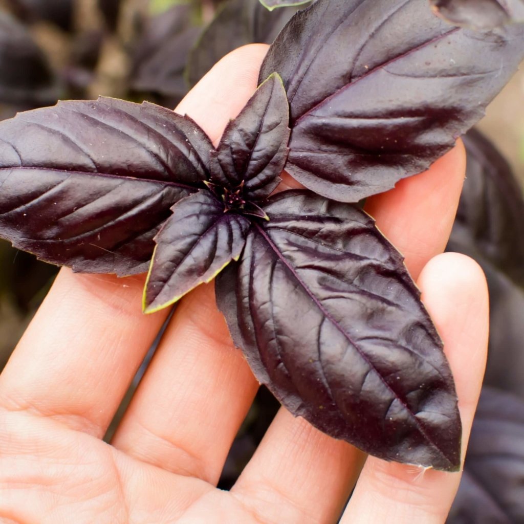 Buy Basil - Red Rubin Improved seeds Online | Happy Valley Seeds