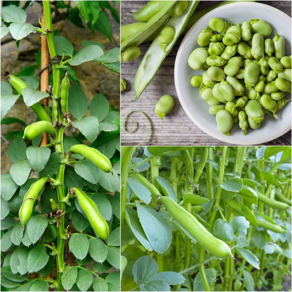 Bean seeds