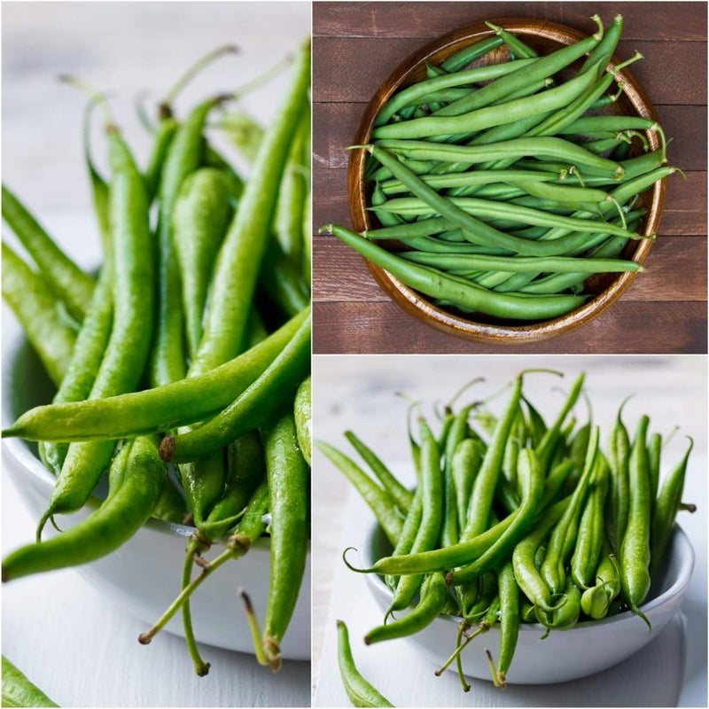 Buy Bean seeds Online | Happy Valley Seeds