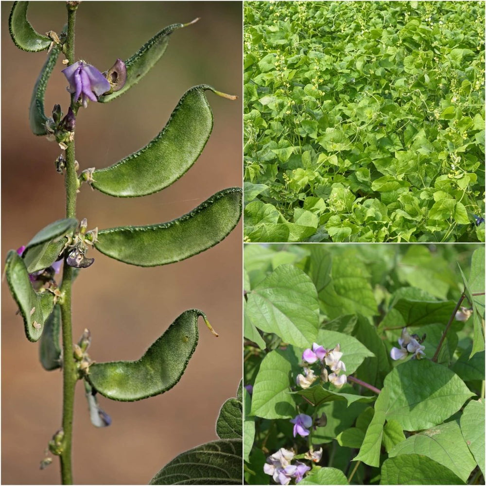Buy Bean seeds Online | Happy Valley Seeds