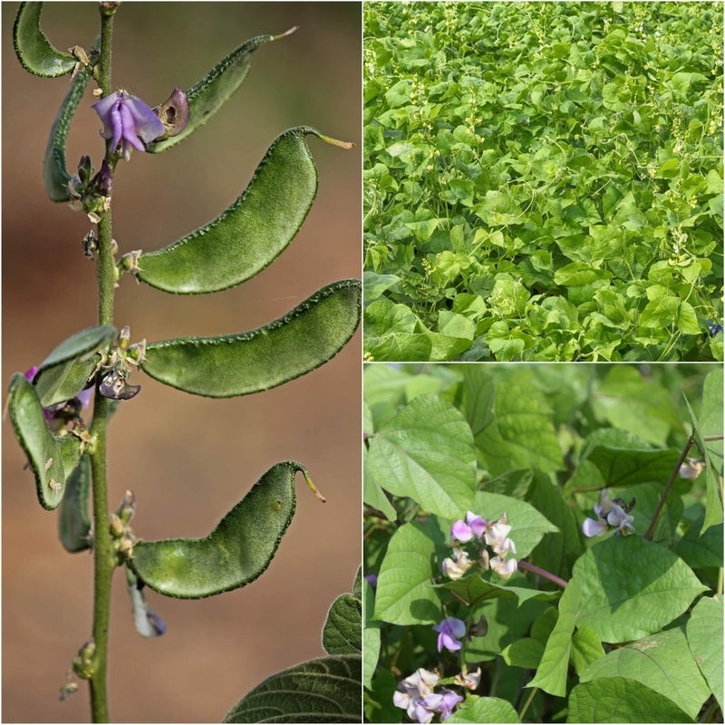 Buy Bean seeds Online | Happy Valley Seeds