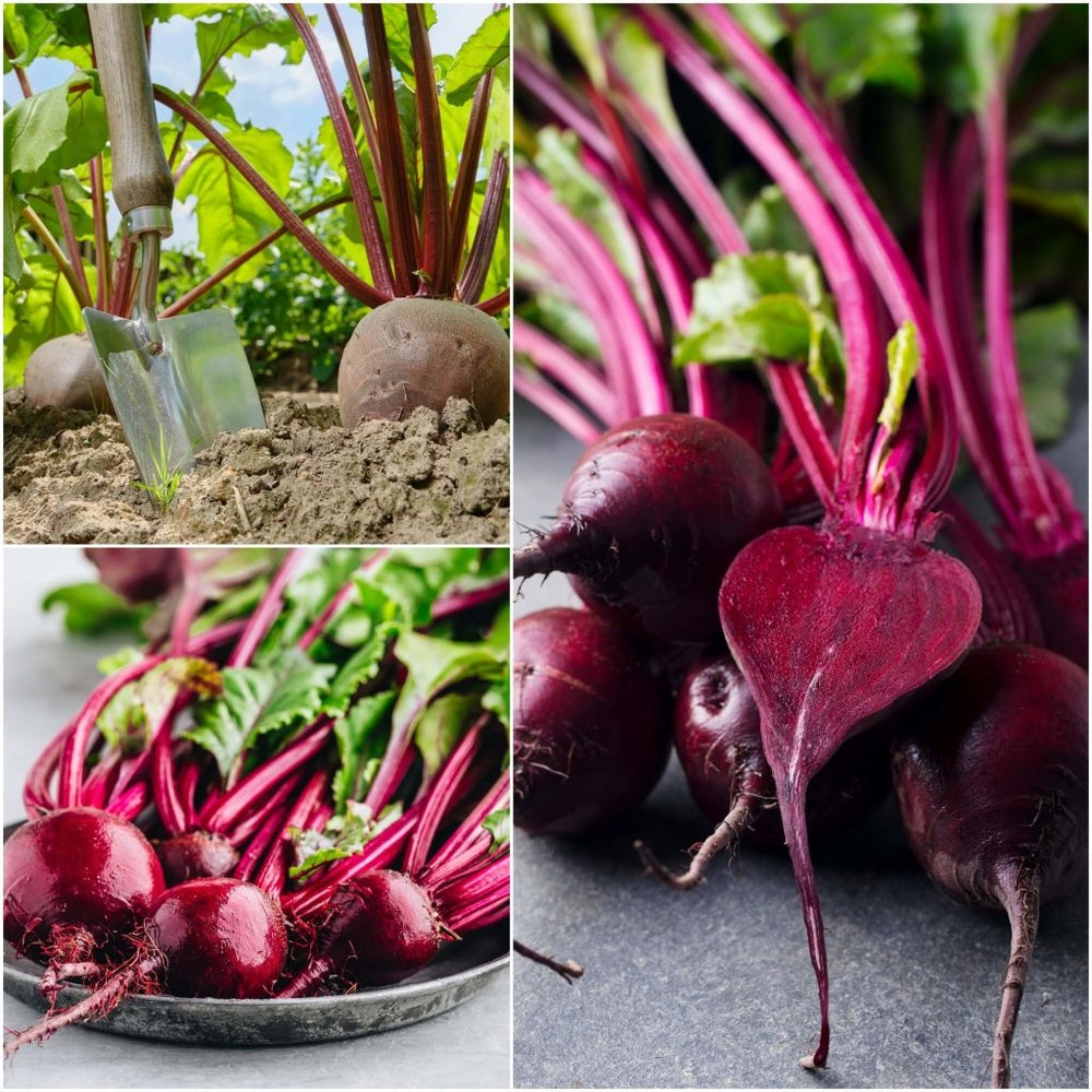 Beetroot - Ruby Queen seeds