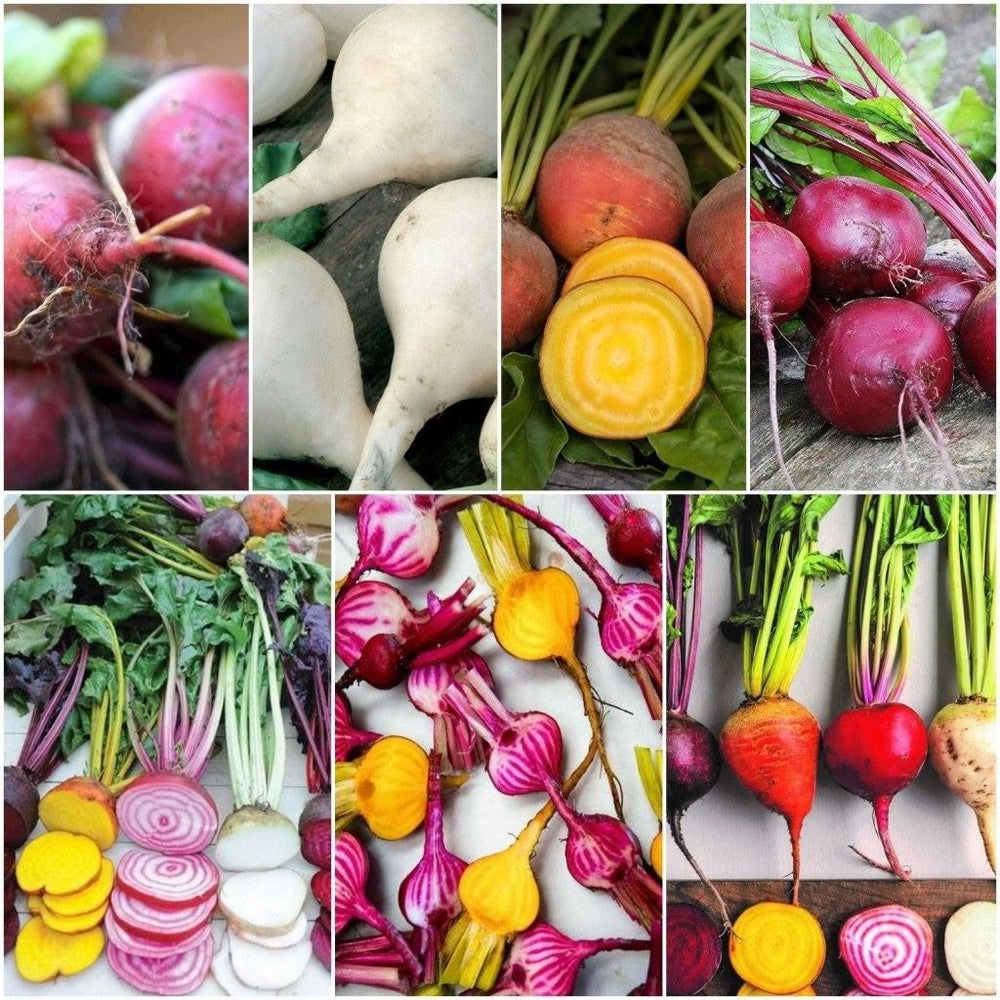 Beetroot seeds - Assorted 4 Packs