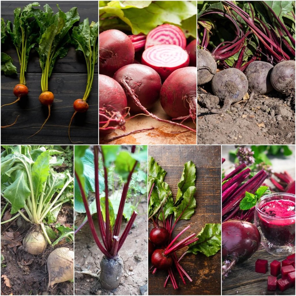 Buy Beetroot seeds - Assorted 7 Packs Online | Happy Valley Seeds