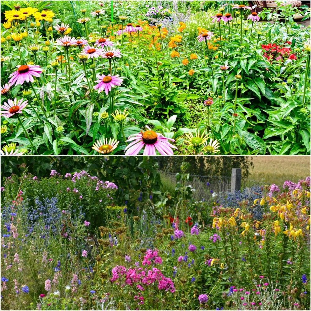 Buy Beneficial Bug Mix seeds Online | Happy Valley Seeds