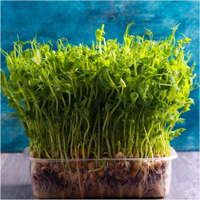 Sprouting Seeds | Happy Valley Seeds