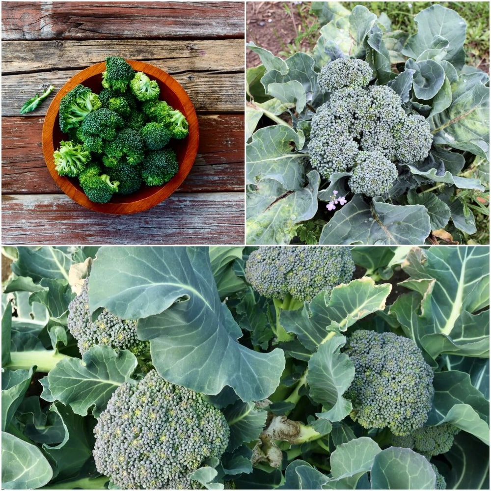 Buy Broccoli Seeds Online | Happy Valley Seeds