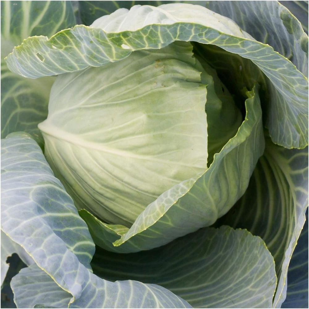 Buy Cabbage - All Season seeds Online | Happy Valley Seeds