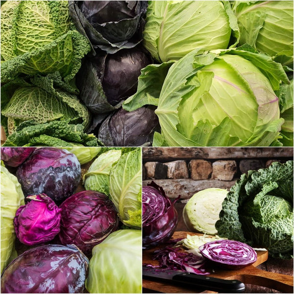 Buy Cabbage - Heirloom Mix seeds Online | Happy Valley Seeds