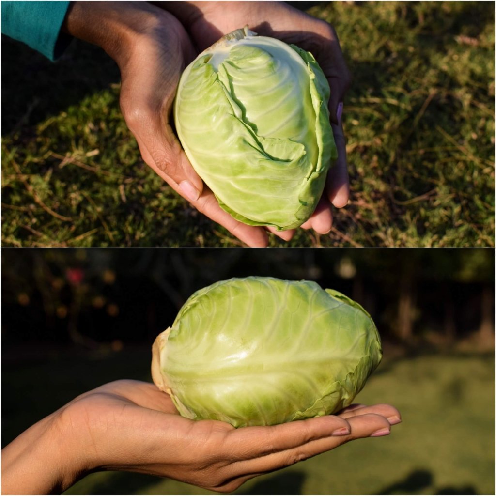 Buy Cabbage - Mini seeds Online | Happy Valley Seeds