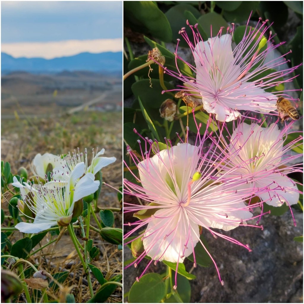 Buy Caper Bush seeds Online | Happy Valley Seeds