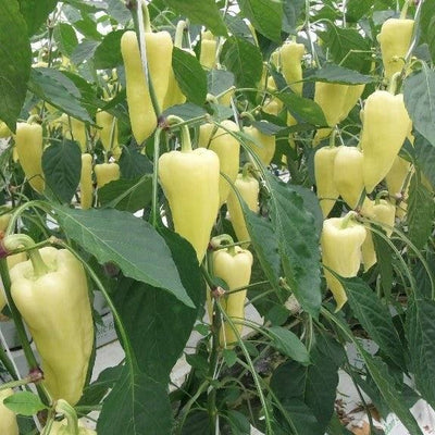 Buy Capsicum seeds Online | Happy Valley Seeds