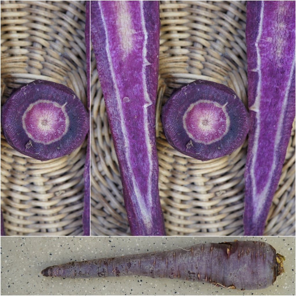 Buy Carrot - Cosmic Purple seeds Online | Happy Valley Seeds